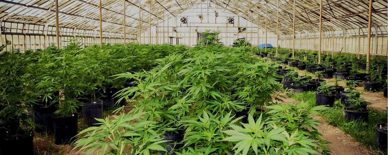 Insurance for Licensed Cannabis Producers in 2023